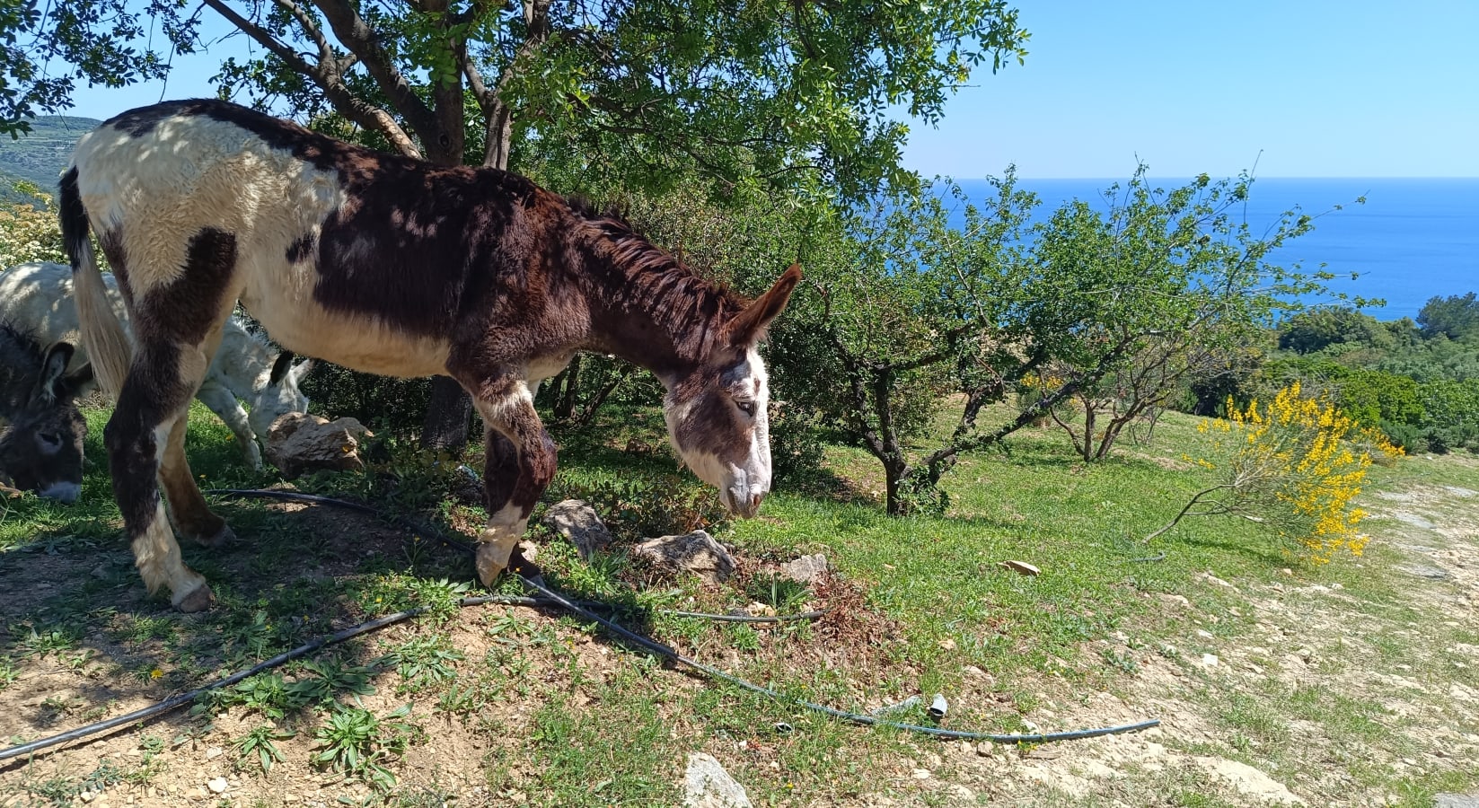 Parco Natura Asinolla